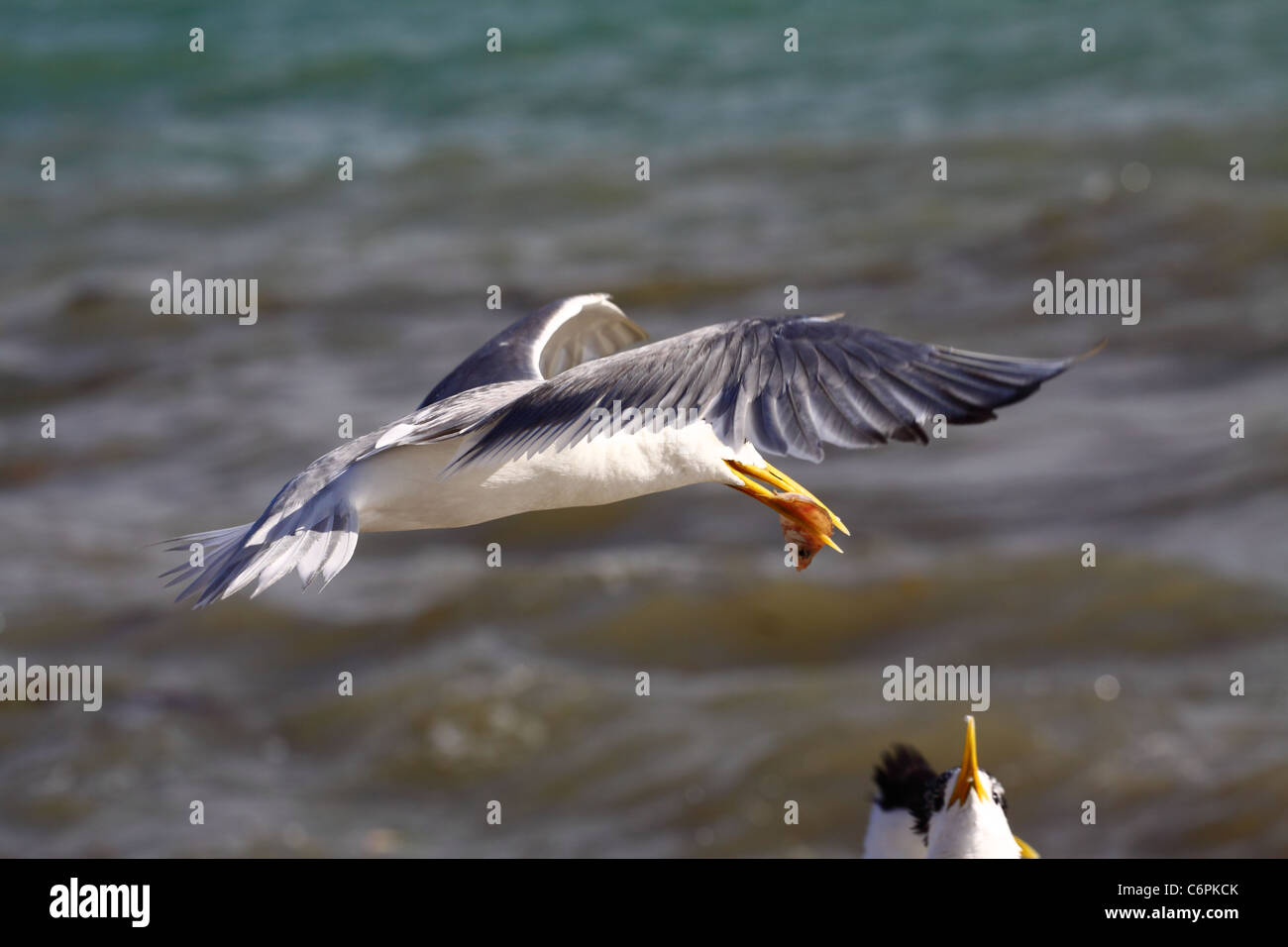 Sea Gull in Australia Stock Photo - Alamy