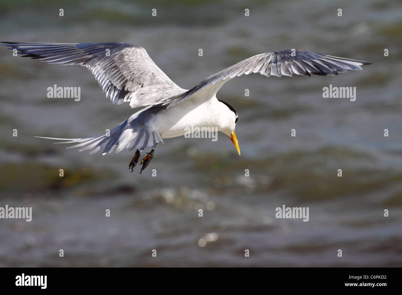 Sea Gull in Australia Stock Photo - Alamy