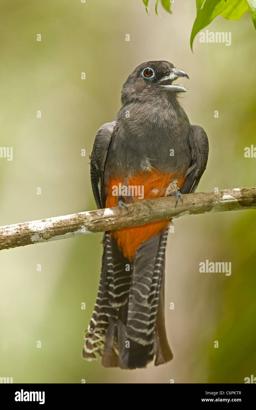 Baird's Trogon - (Trogon bairdii) - Costa Rica - Female - Tropical ...
