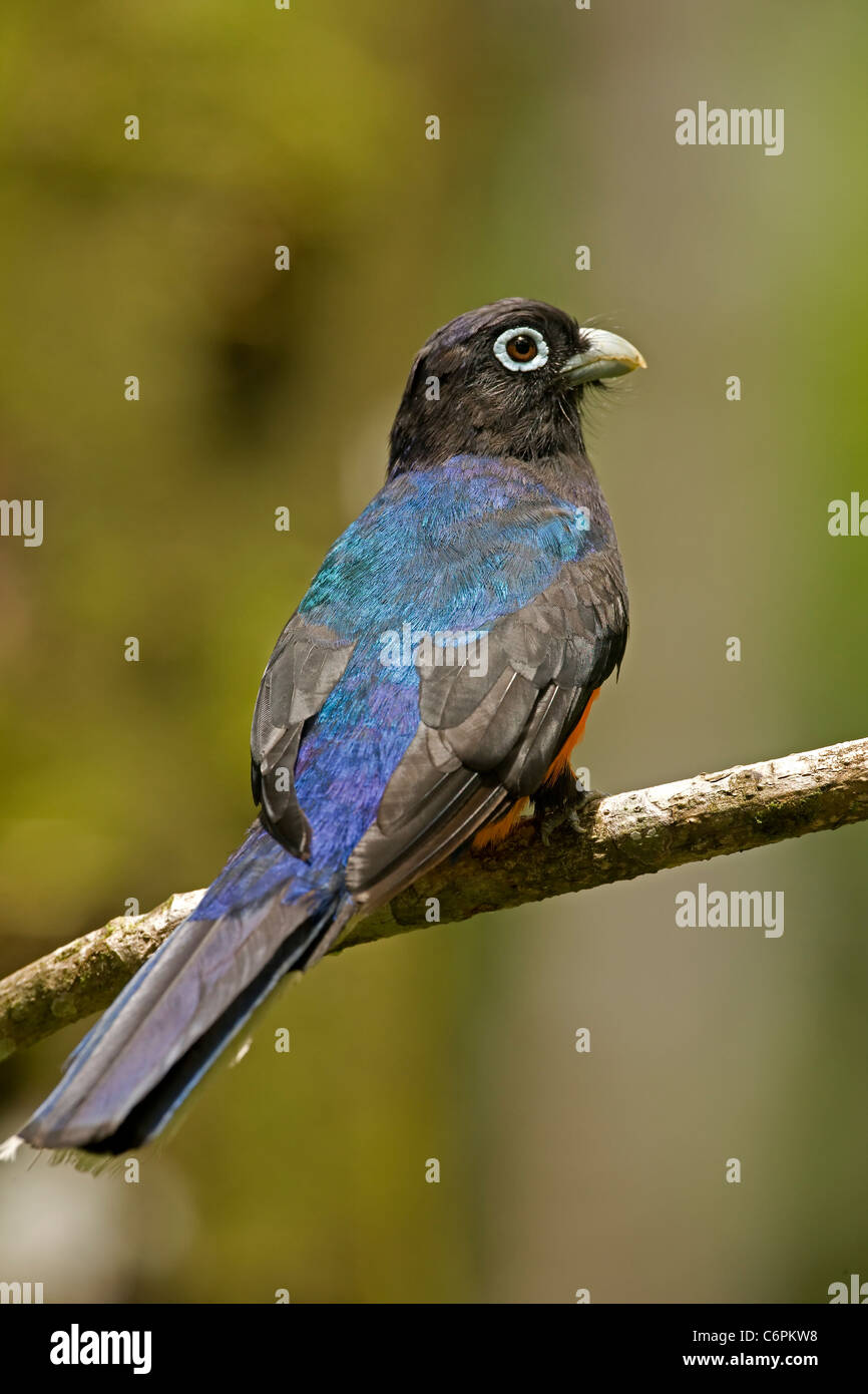 Baird's Trogon - (Trogon bairdii) - Costa Rica - Male - Tropical ...