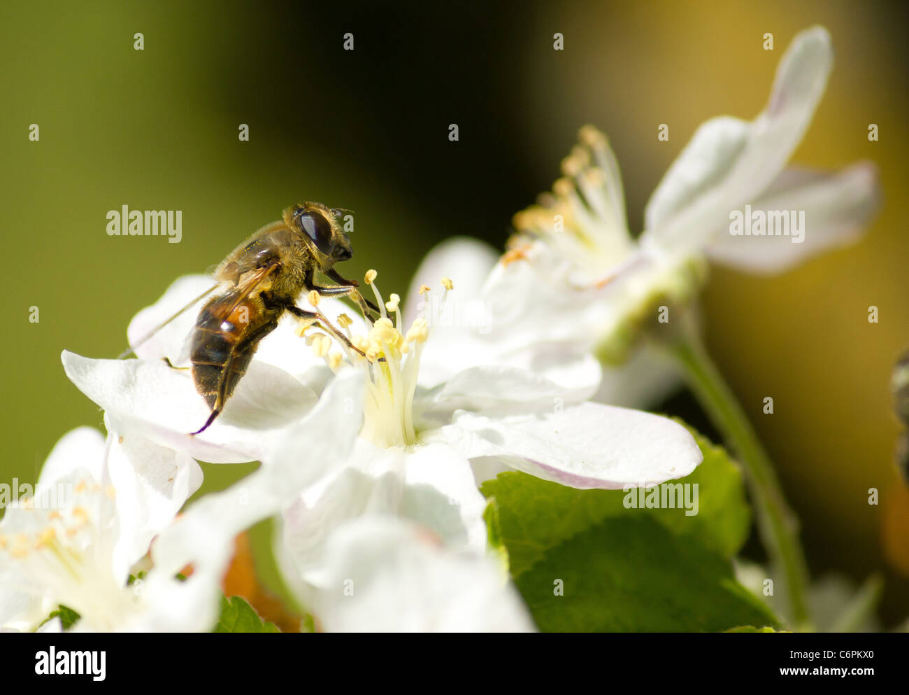 Single flower head with bee hi-res stock photography and images - Alamy