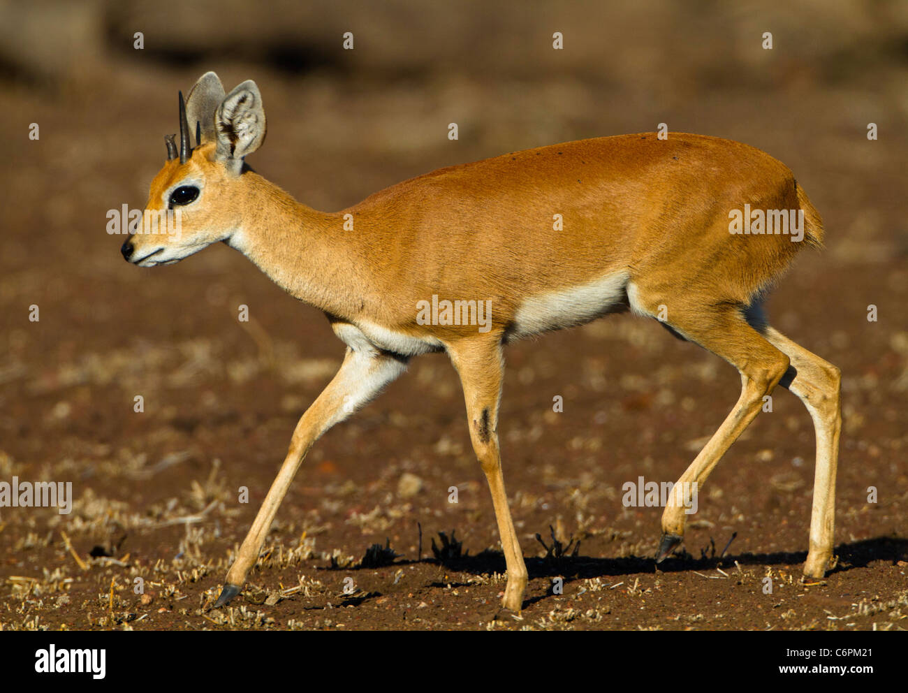 Steenbuck hi-res stock photography and images - Alamy