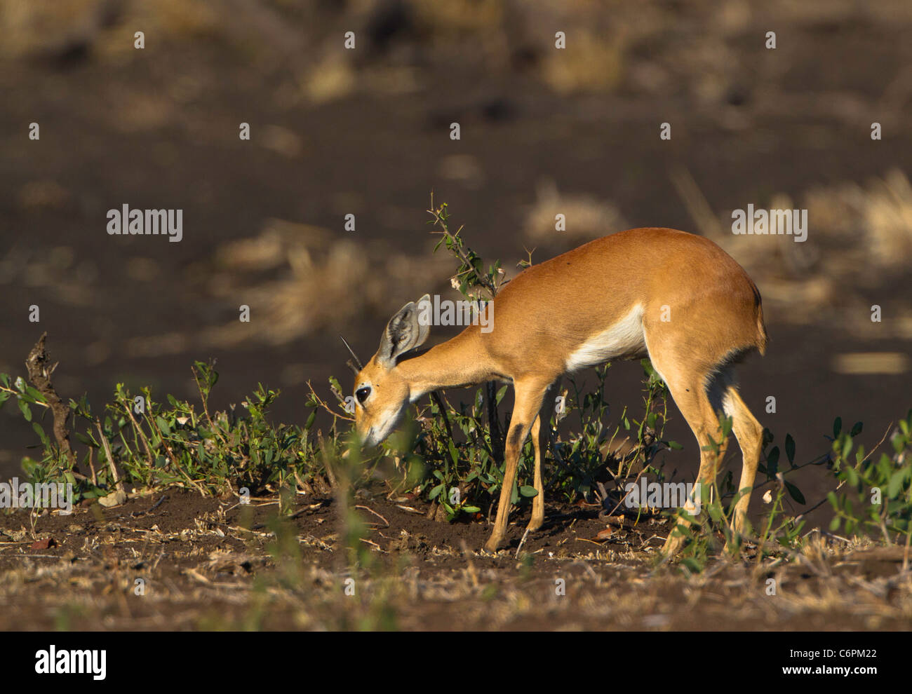 Steenbuck hi-res stock photography and images - Alamy