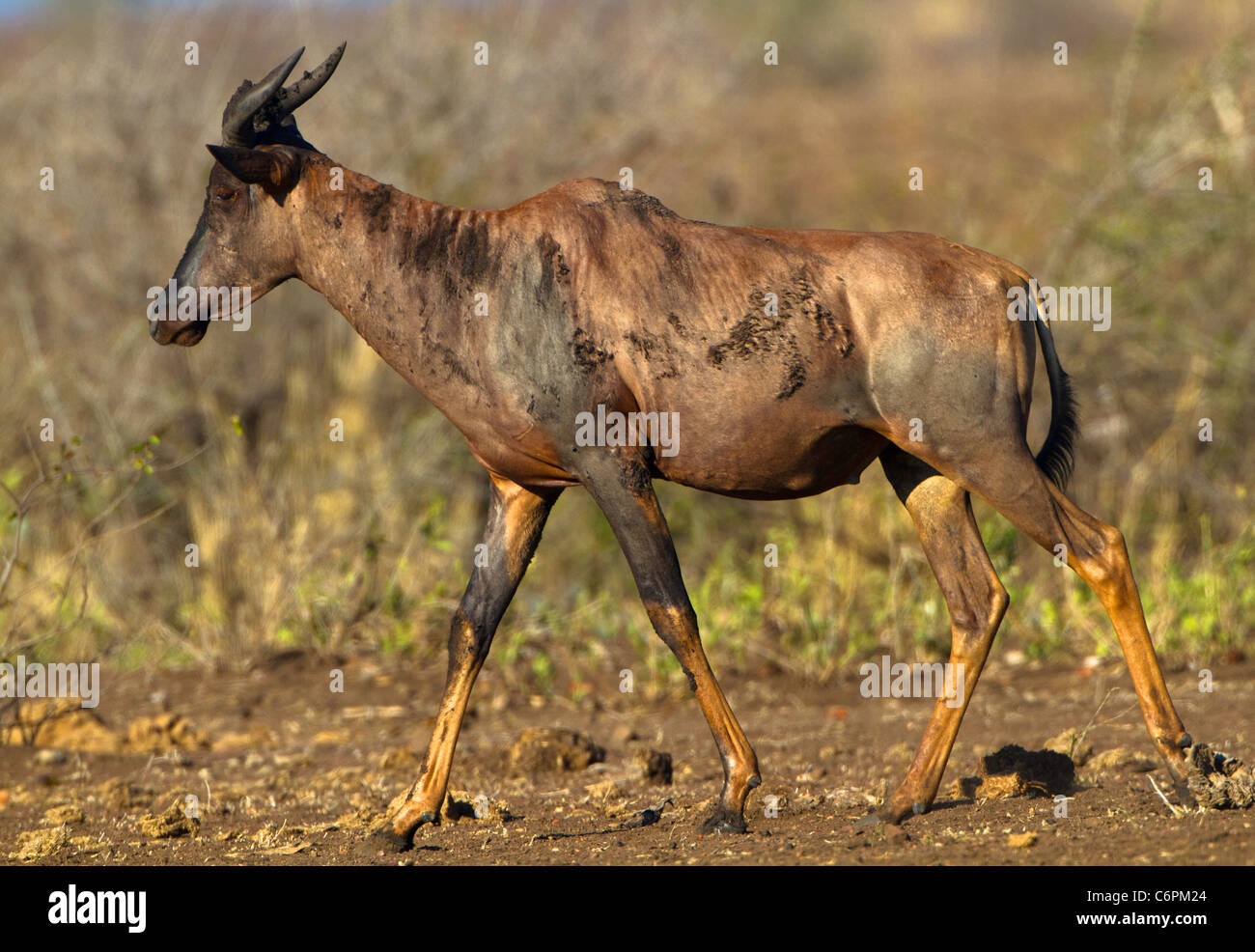 tsessebe antelope after mudbath Stock Photo - Alamy