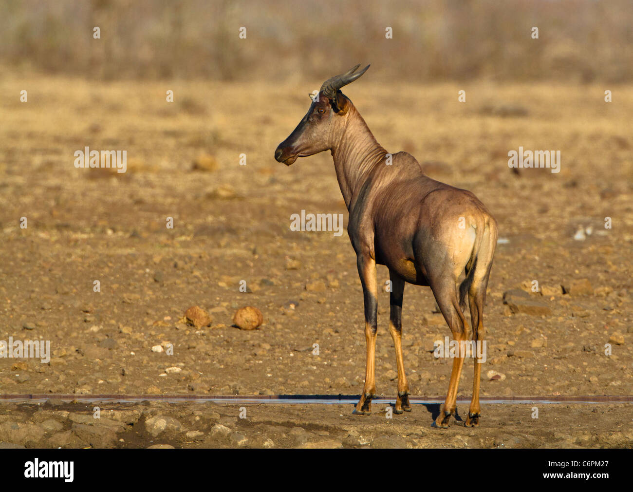 tsessebe antelope at waterhole Stock Photo - Alamy
