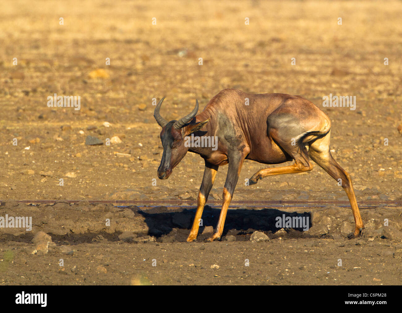 tsessebe antelope scratching Stock Photo - Alamy