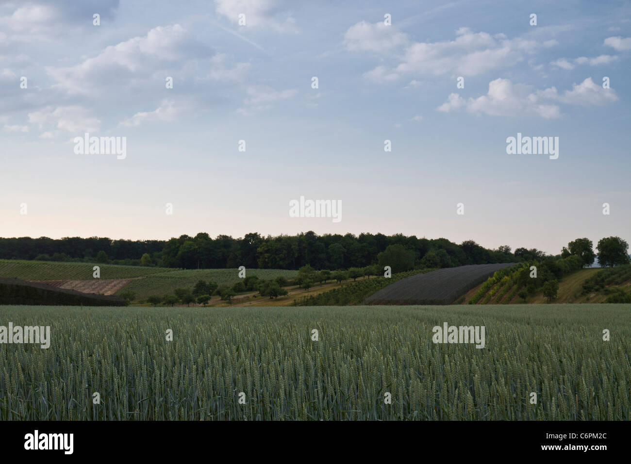 grainfield with cloudy sky and trees in background Stock Photo - Alamy