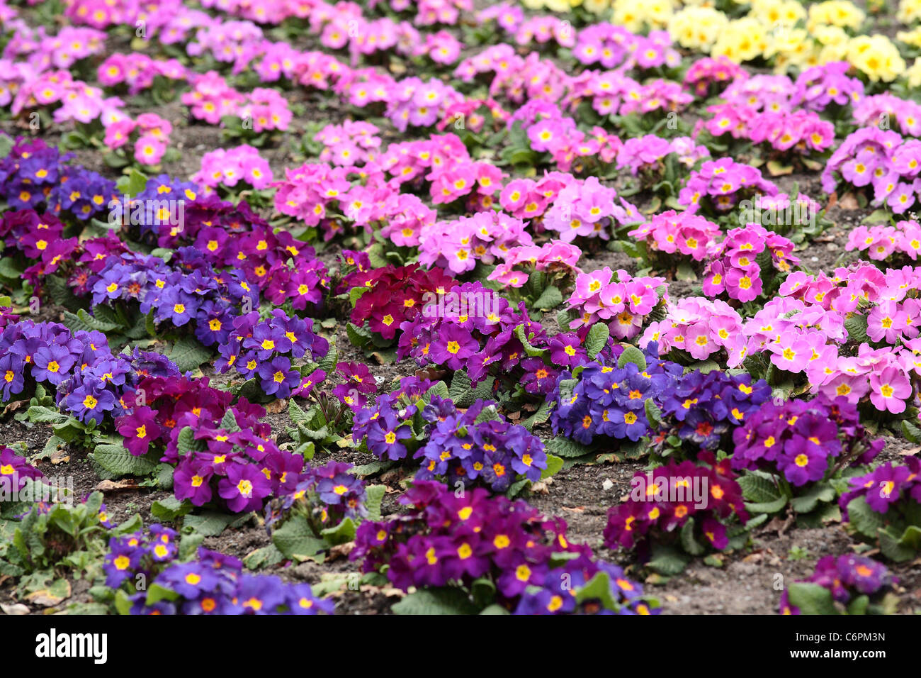 Primula polyanthus hi-res stock photography and images - Alamy