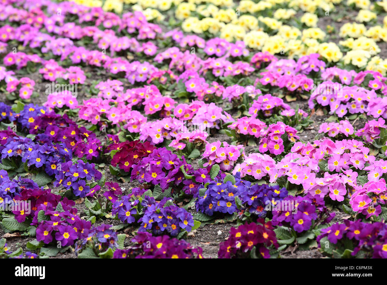 Primula polyanthus hi-res stock photography and images - Alamy