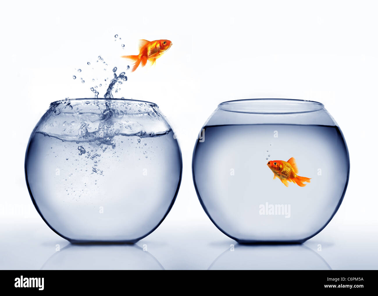 Goldfish Jumping Out Of A Bowl