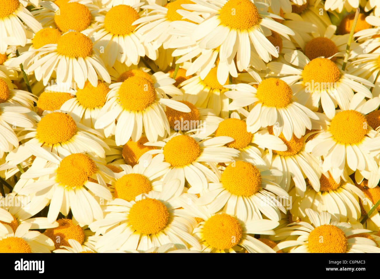 Yellow Aster flowers in holehird Gardens, Windermere, Cumbria, UK, of ...