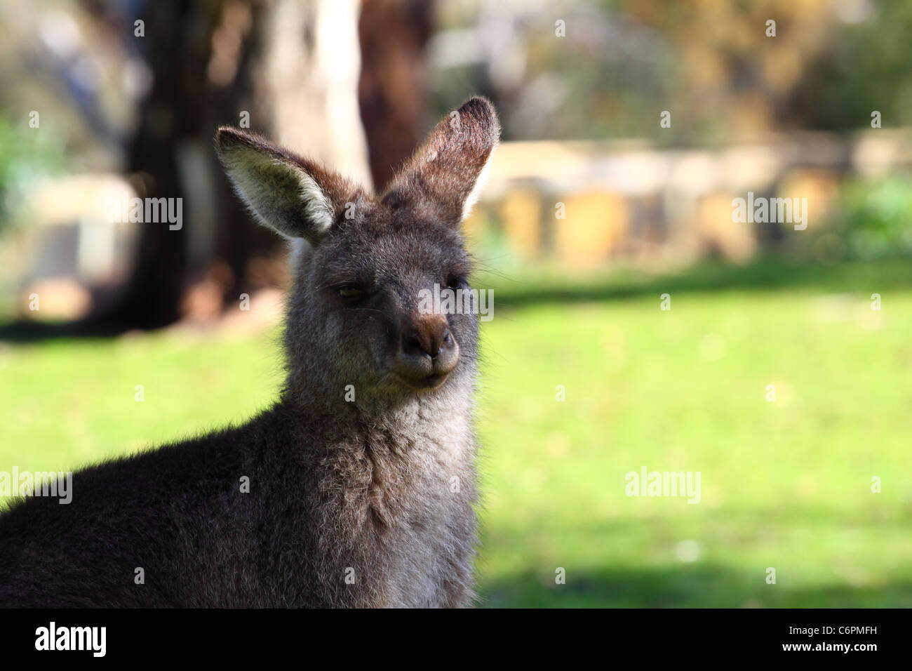 Kangaroo in Australia Stock Photo - Alamy