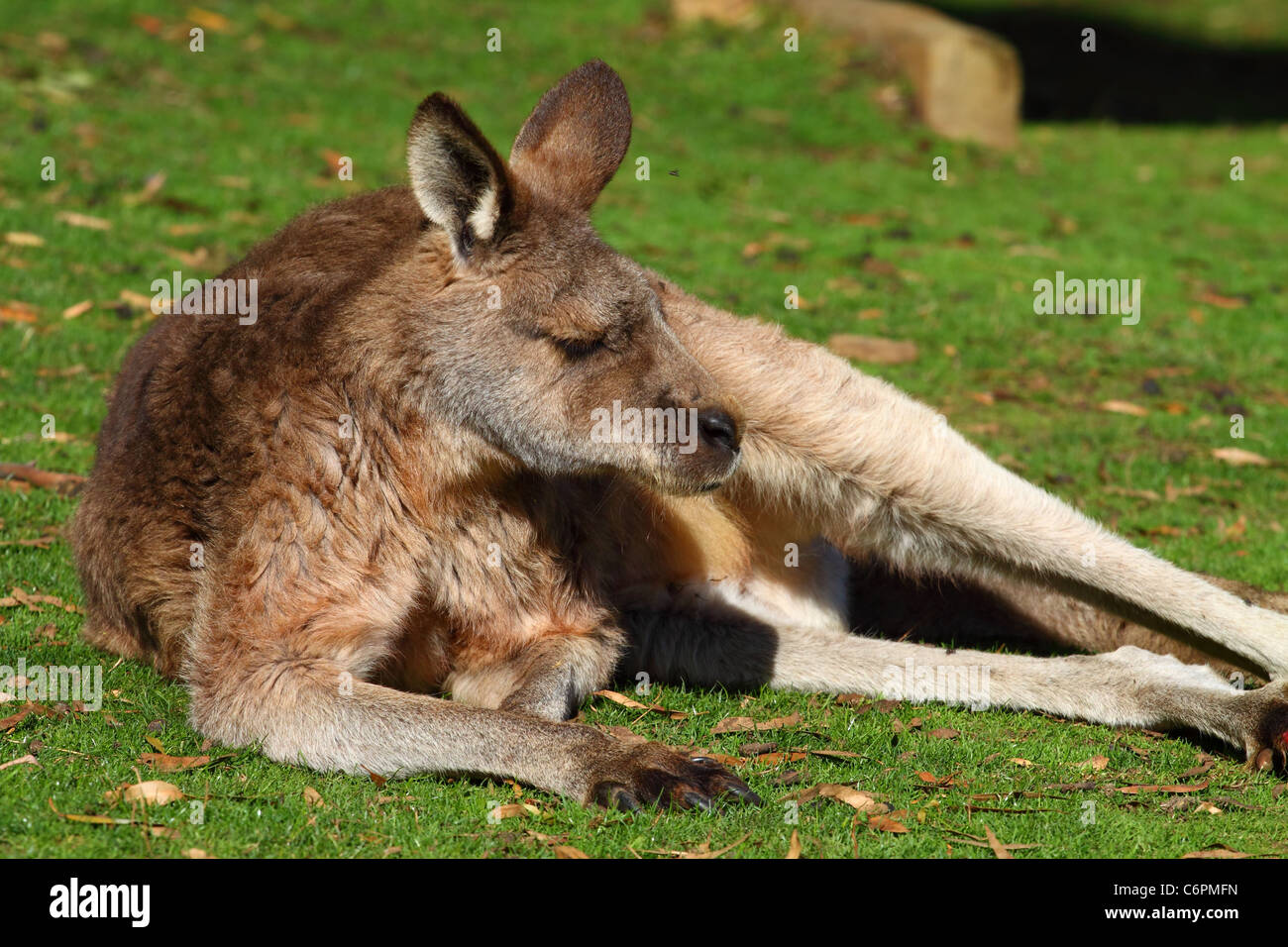 Australia desert kangaroo two hi-res stock photography and images - Alamy