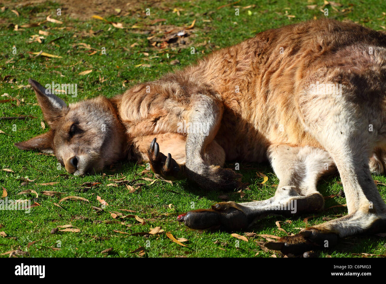 Australia desert kangaroo two hi-res stock photography and images - Alamy