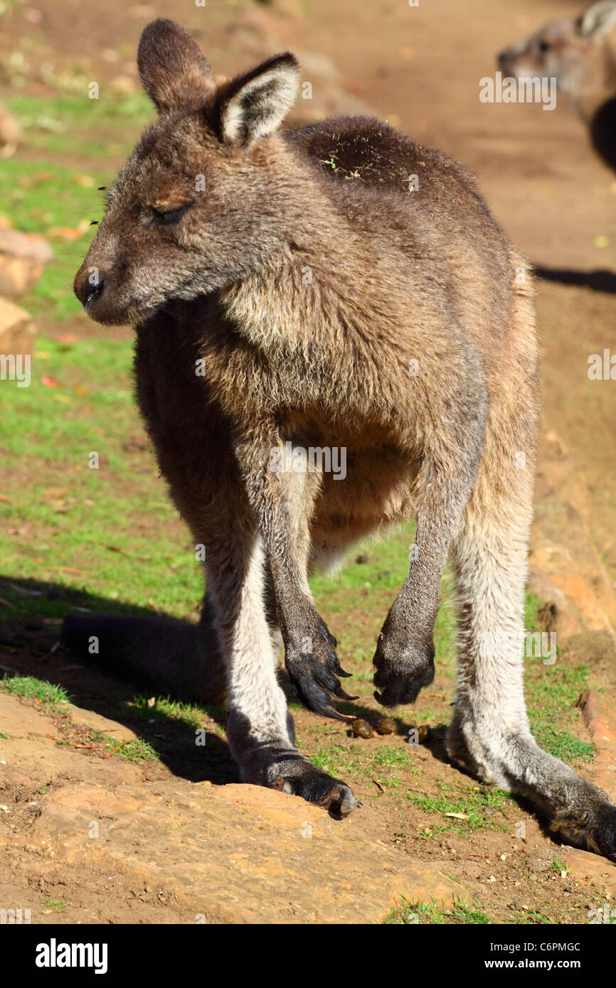 Australia desert kangaroo two hi-res stock photography and images - Alamy