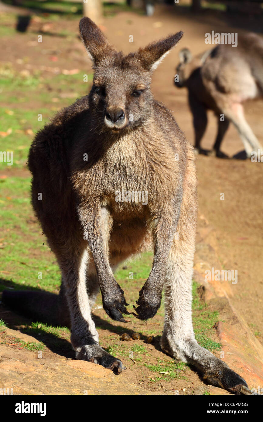 Kangaroo in Australia Stock Photo - Alamy
