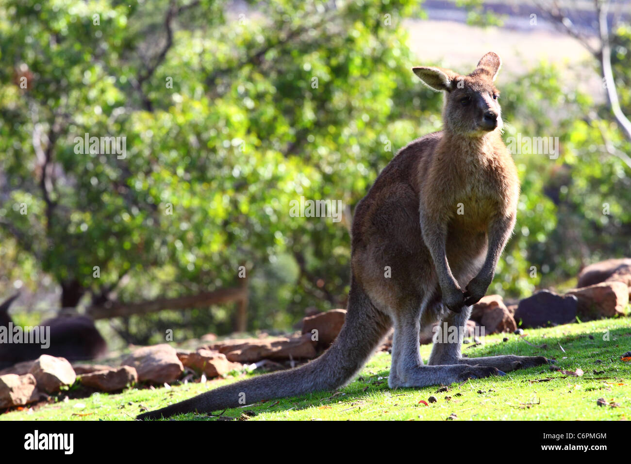 Kangaroo in Australia Stock Photo - Alamy