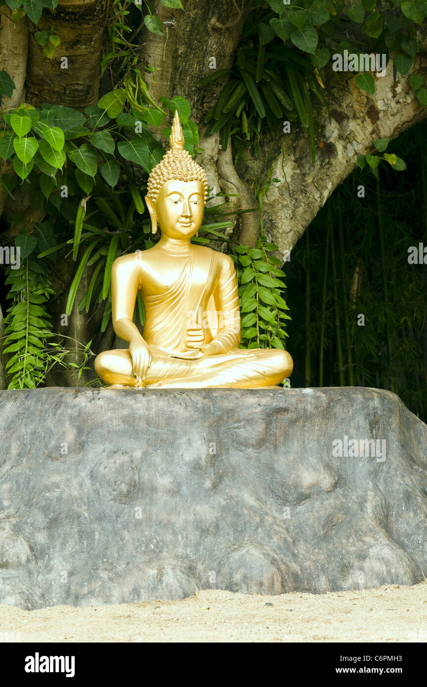 Buddha statue under bodhi tree hi-res stock photography and images - Alamy