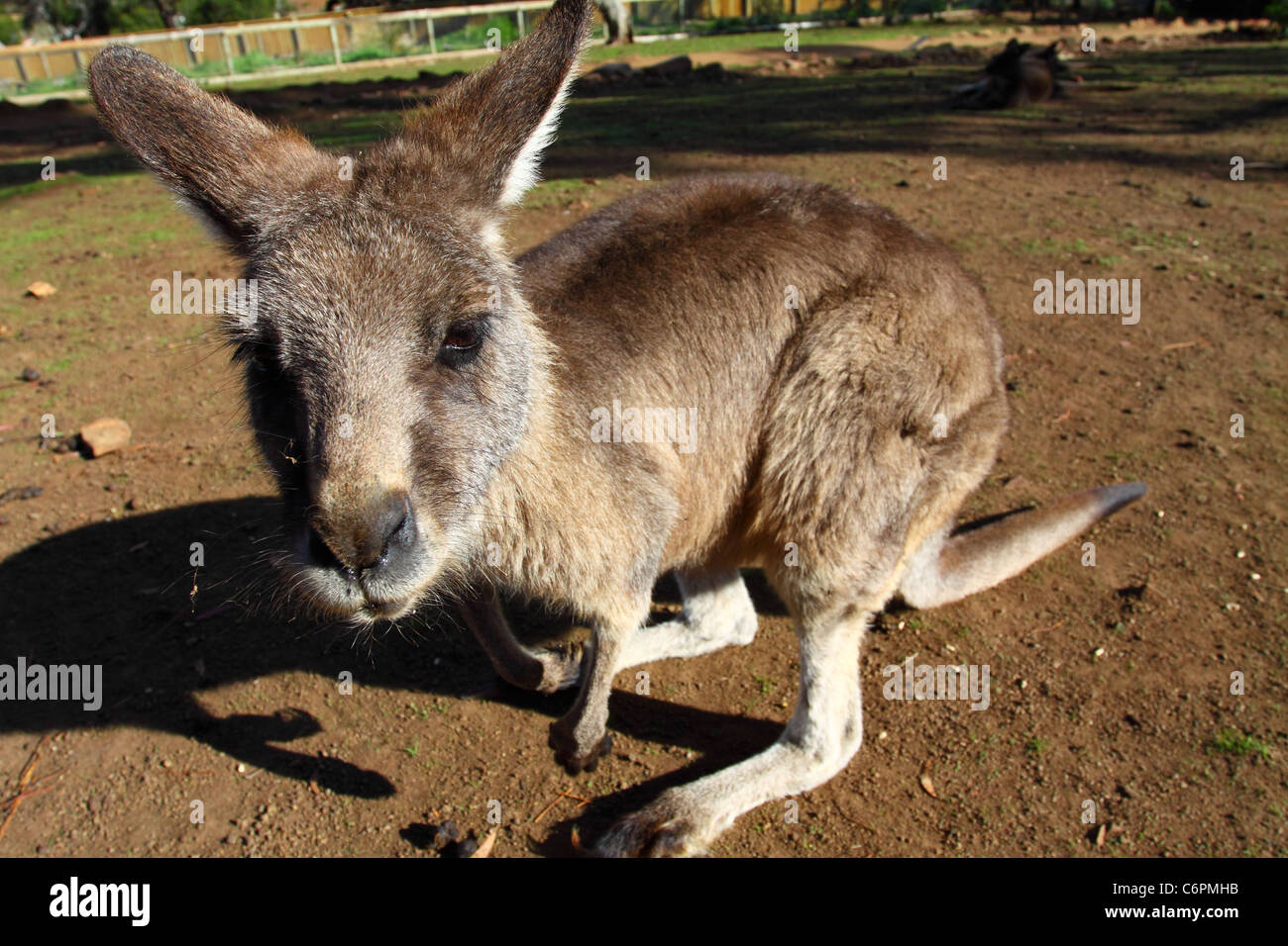 Kangaroo in Australia Stock Photo - Alamy