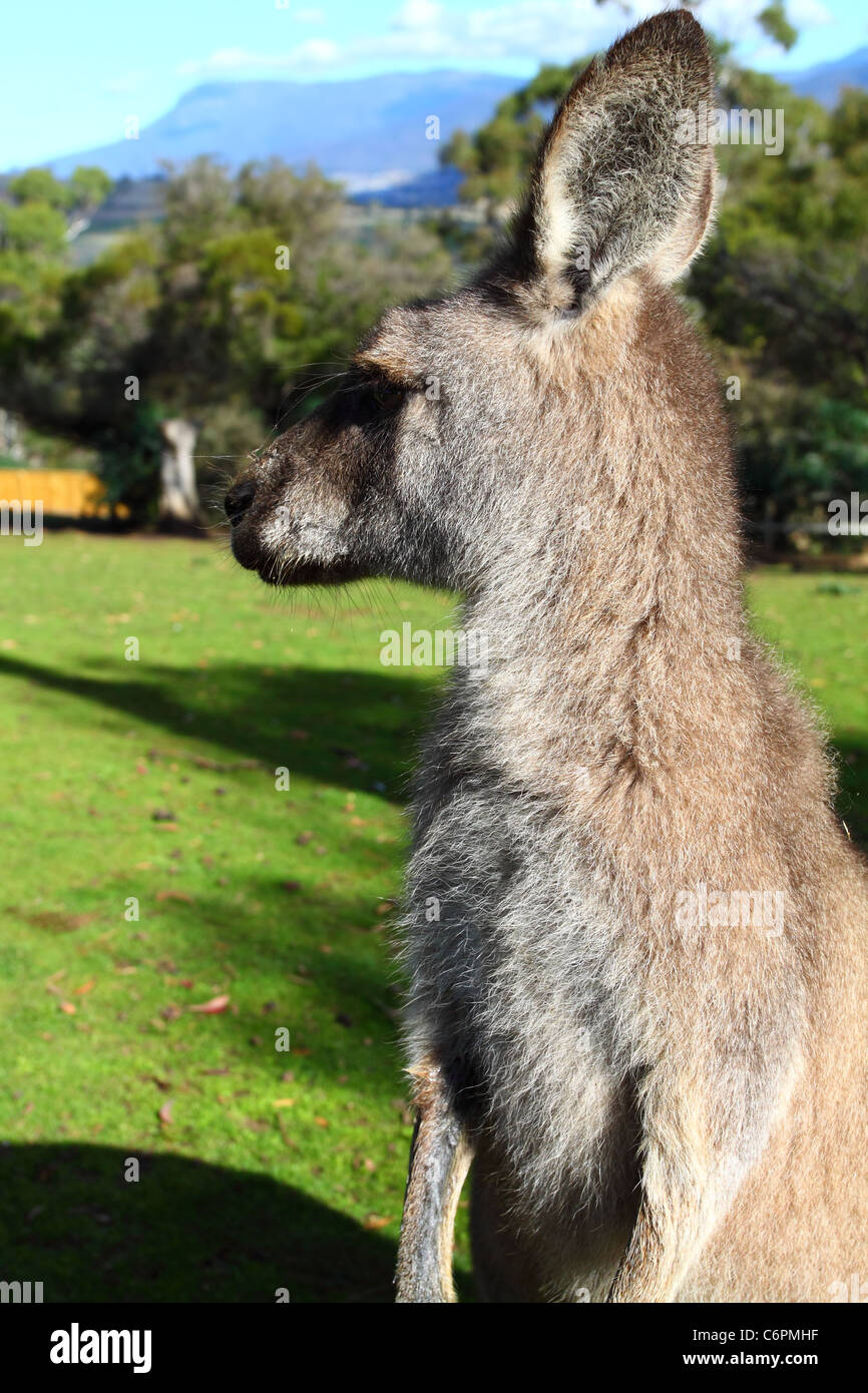 Australia desert kangaroo two hi-res stock photography and images - Alamy