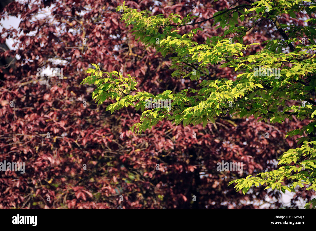Crown canopies hi-res stock photography and images - Alamy