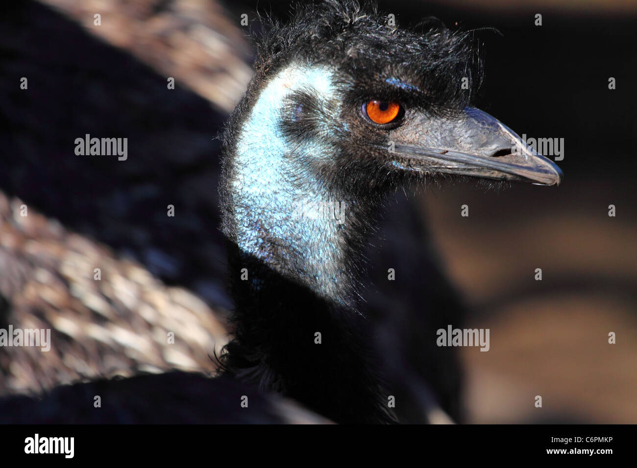 Big emu bird in the outskirts of Perth, Australia Stock Photo - Alamy
