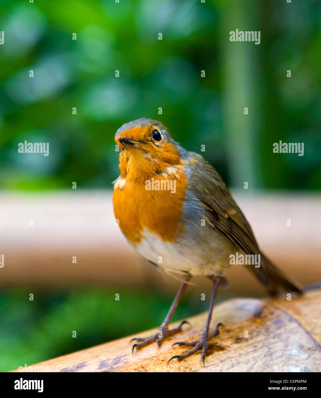 Inquisitive robin hi-res stock photography and images - Alamy