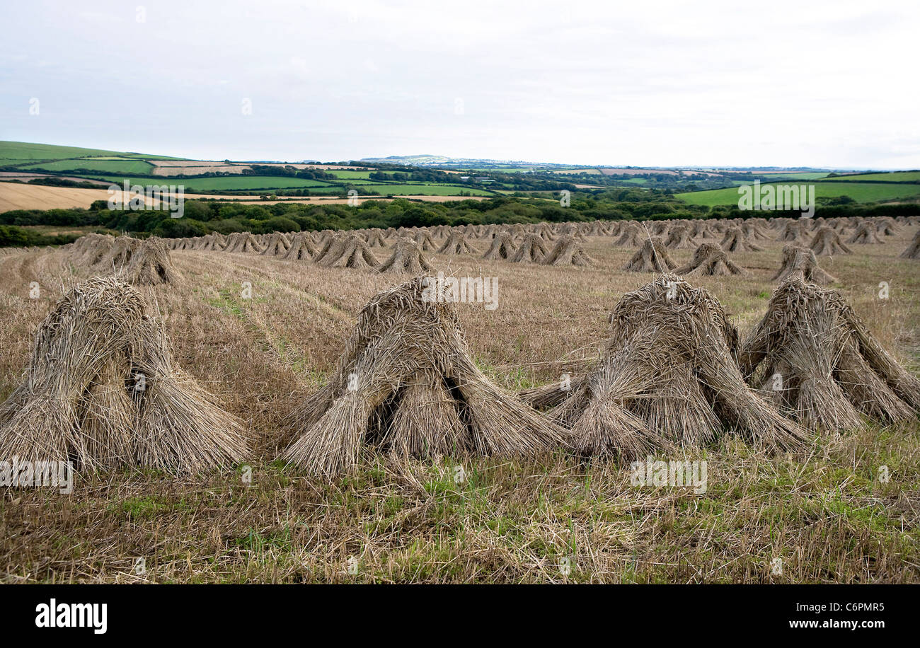 Bales of hay stacked in the old fashioned way Stock Photo - Alamy