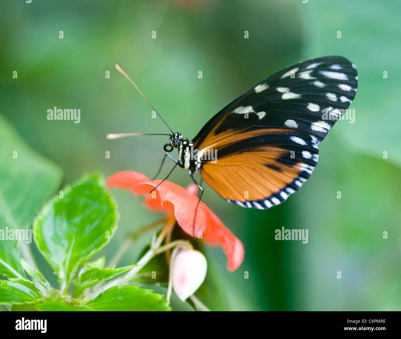 Tropical butterflies hi-res stock photography and images - Alamy