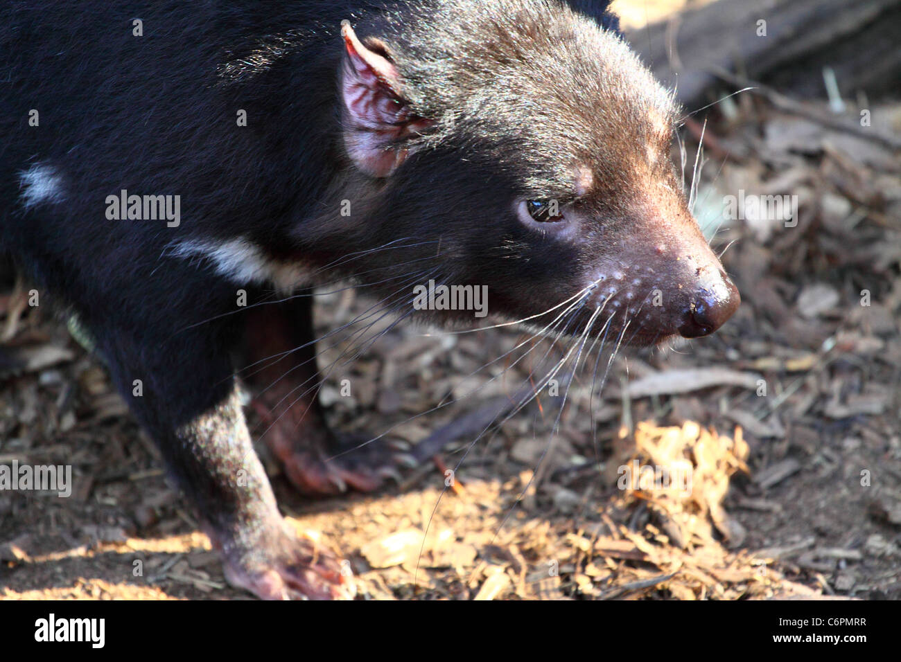 Tasmanian devil standing hi-res stock photography and images - Alamy