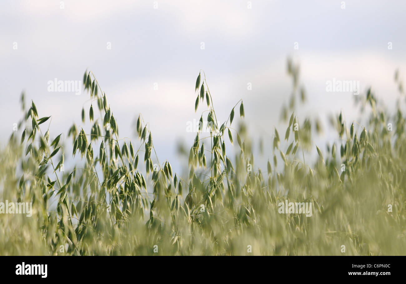 oat field in Poland Stock Photo - Alamy