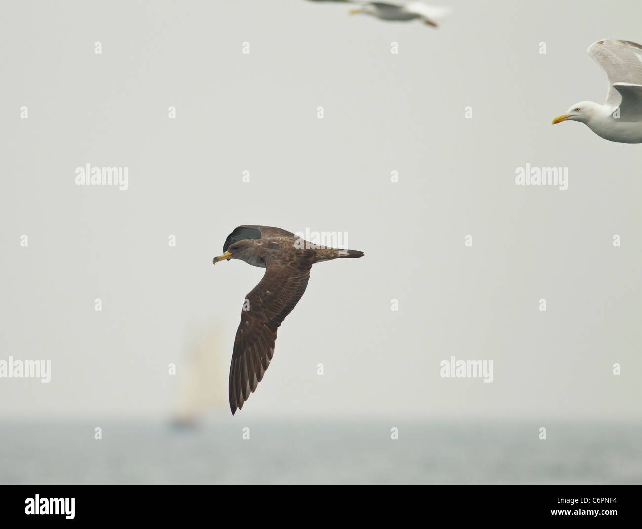 Corys Shearwater Diomeda calonectris in flight at sea over waves Stock ...