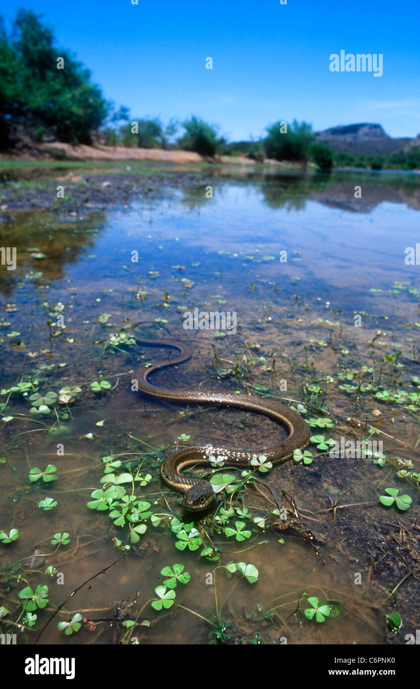 Two striped garter snake hi-res stock photography and images - Alamy