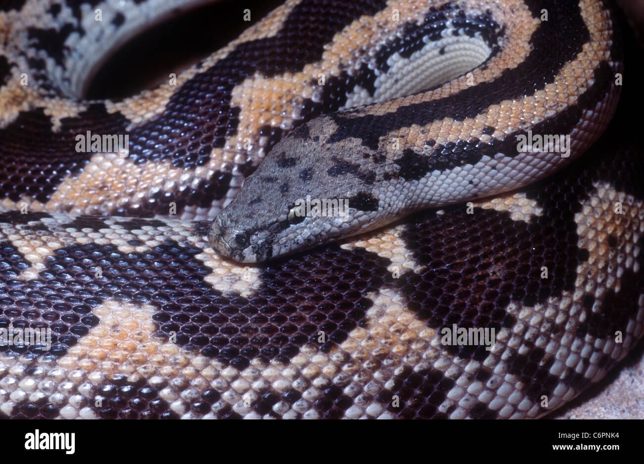 Indian sand boa hi-res stock photography and images - Alamy
