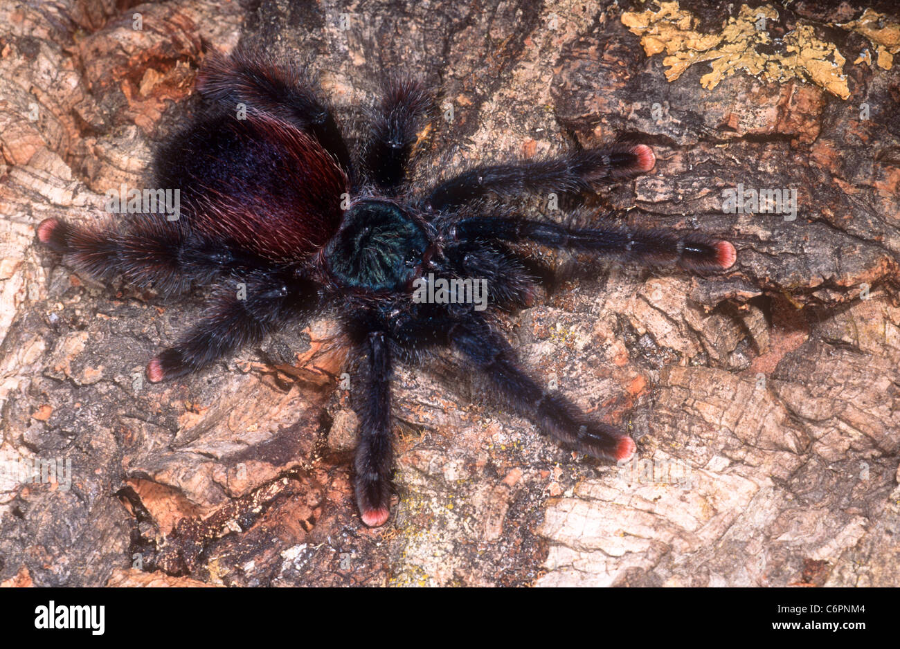 Pink toed tarantula, Avicularia avicularia Stock Photo - Alamy