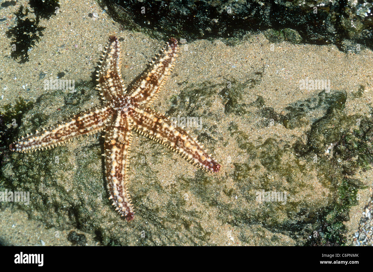 Starfish south africa hi-res stock photography and images - Alamy