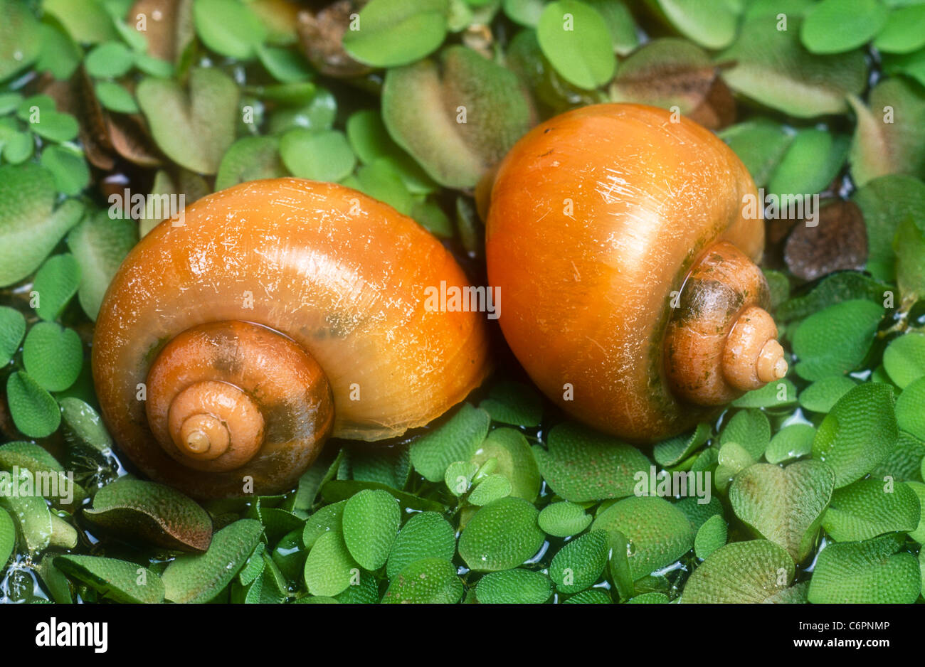 Apple snails, Ampullaria species Stock Photo - Alamy