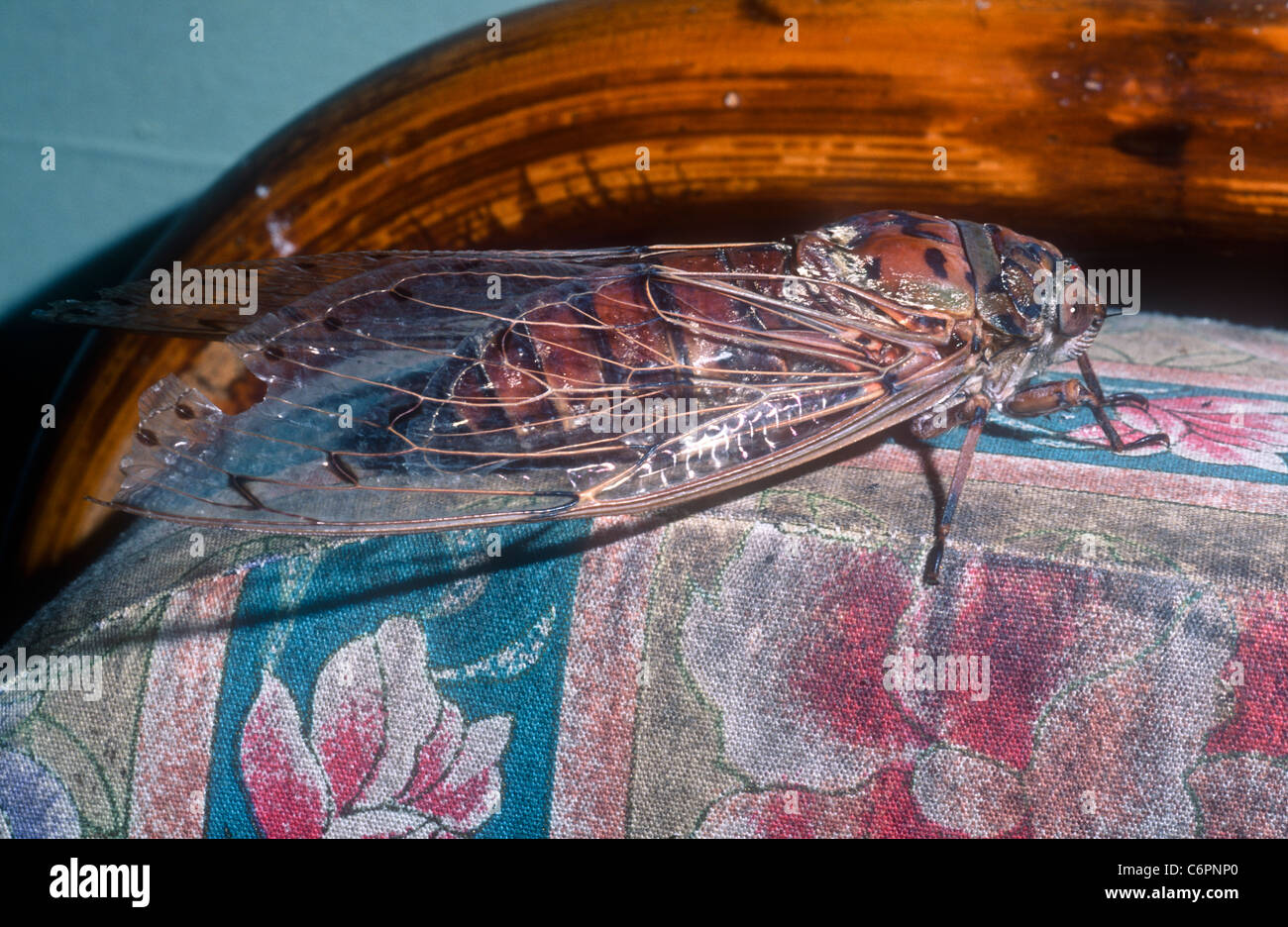 Giant cicada on chair, Megapomponia imperatoria, Bukit Larut, West ...