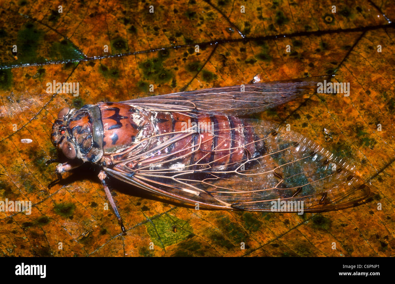 Giant forest cicada, Megapomponia imperatoria, Bukit Larut, West ...