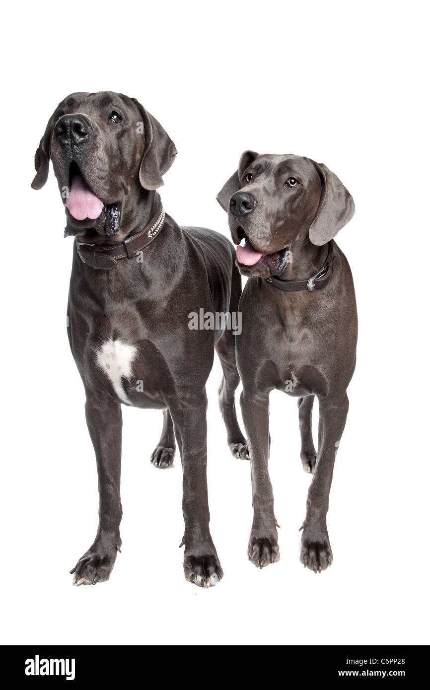 Two grey great Dane dogs on front of a white background Stock Photo - Alamy