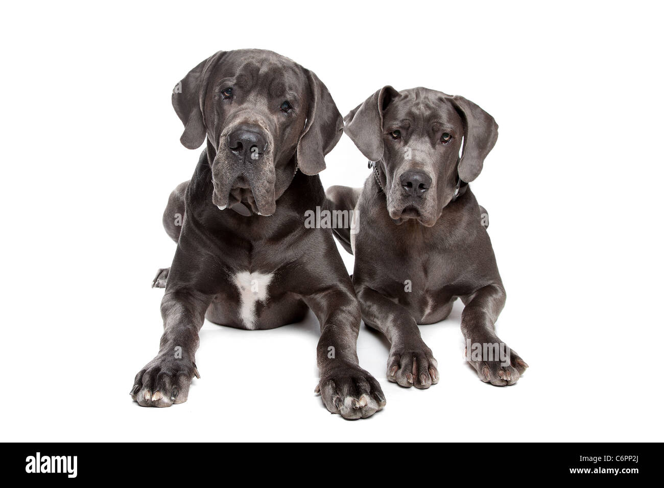 Two grey great Dane dogs on front of a white background Stock Photo - Alamy