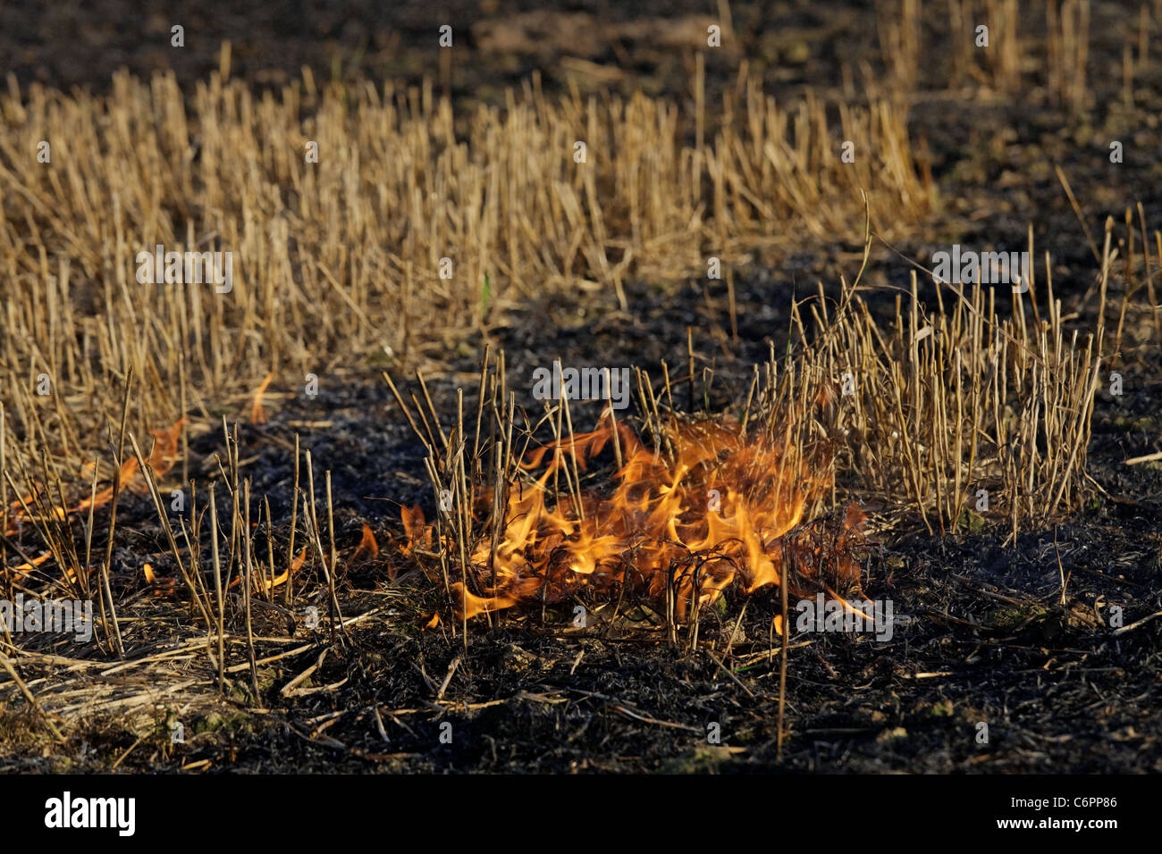 Burning wheat stubble hi-res stock photography and images - Alamy