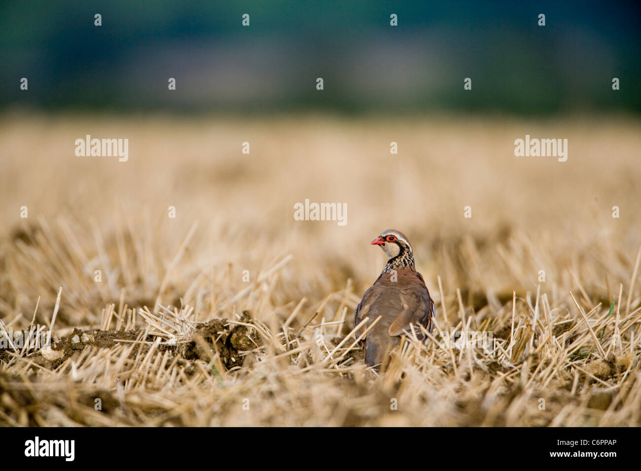 RED LEGGED PARTRIDGE (Alectoris rufa Stock Photo - Alamy