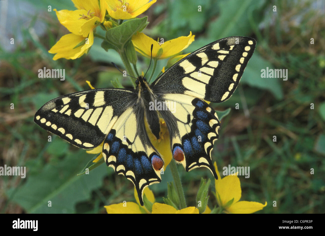 British swallowtail butterfly hi-res stock photography and images - Alamy