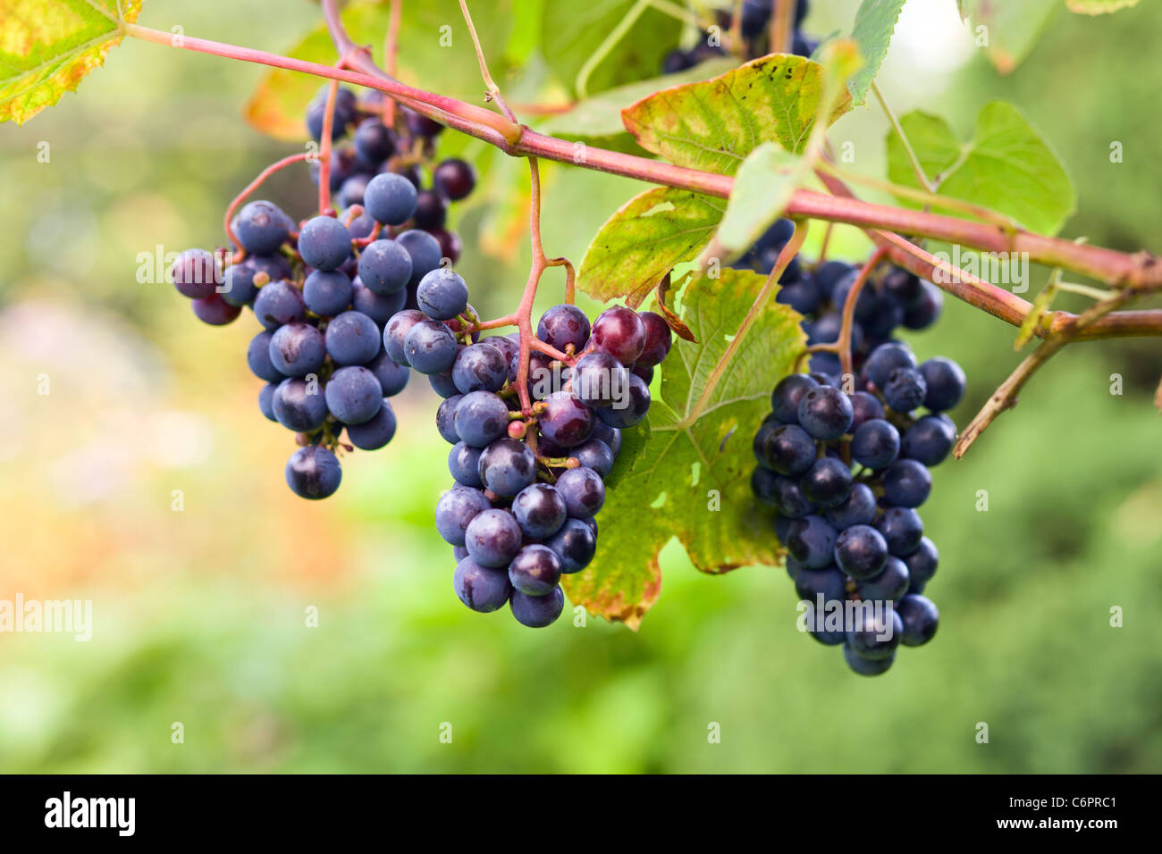 Vitis labrusca hi-res stock photography and images - Alamy