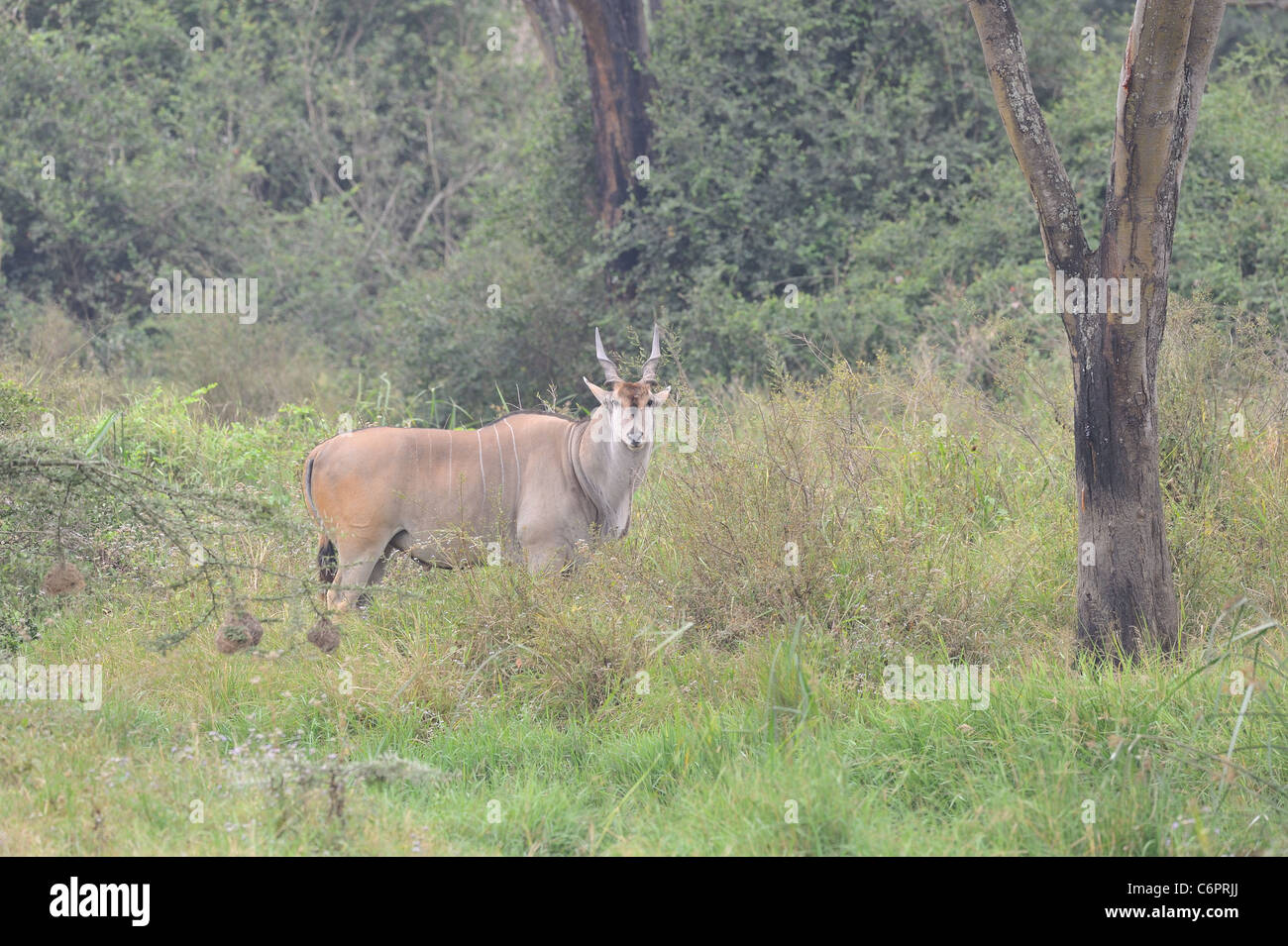 Common eland - Southern eland - Eland antelope (Taurotragus oryx) the ...
