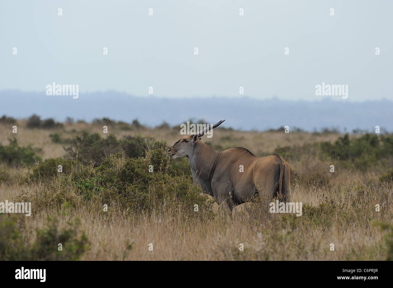 Common eland - Southern eland - Eland antelope (Taurotragus oryx) the ...