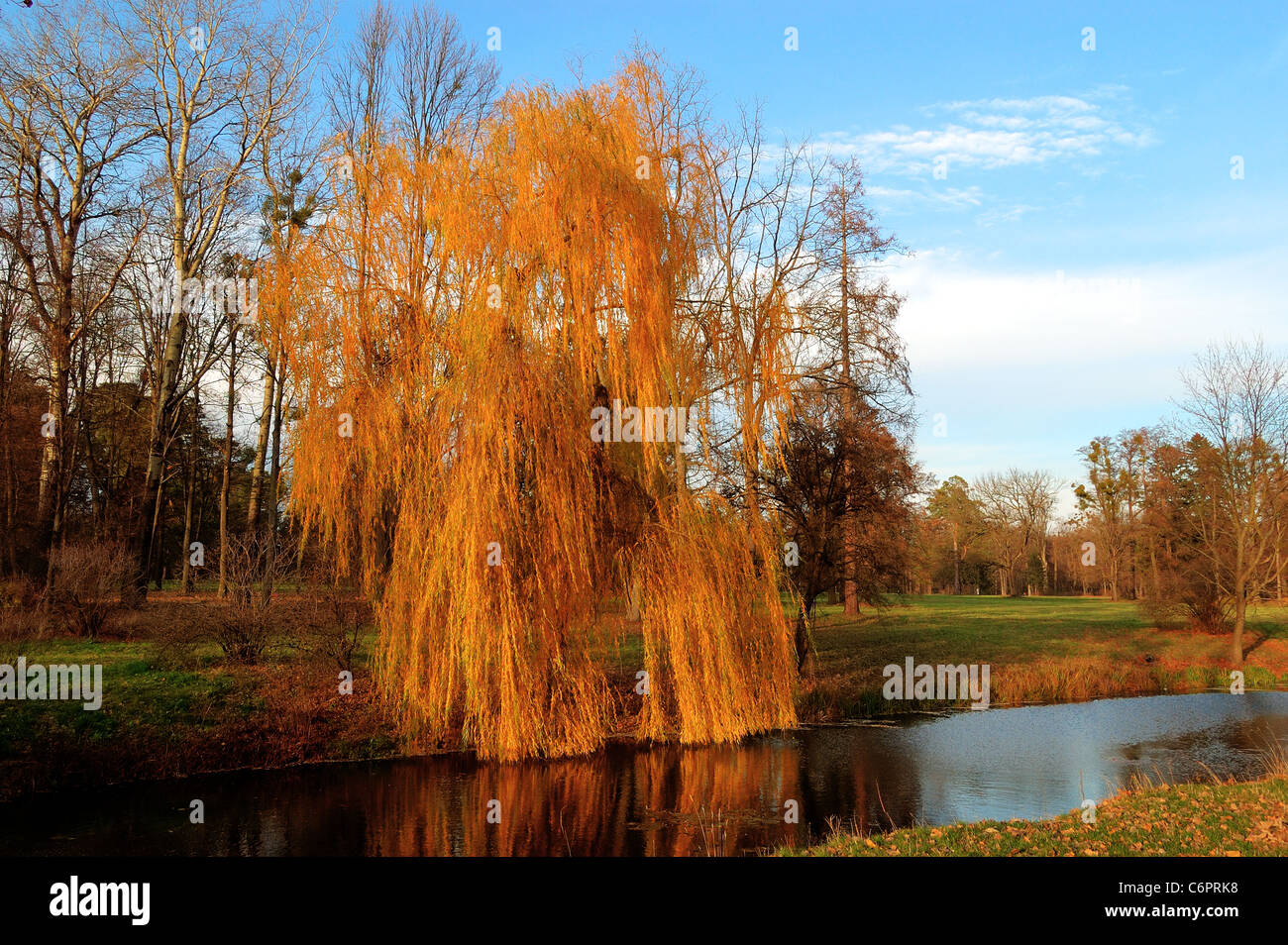 Willow tree (Salix) in a park in warm colors of sunset, Olexandria Park ...