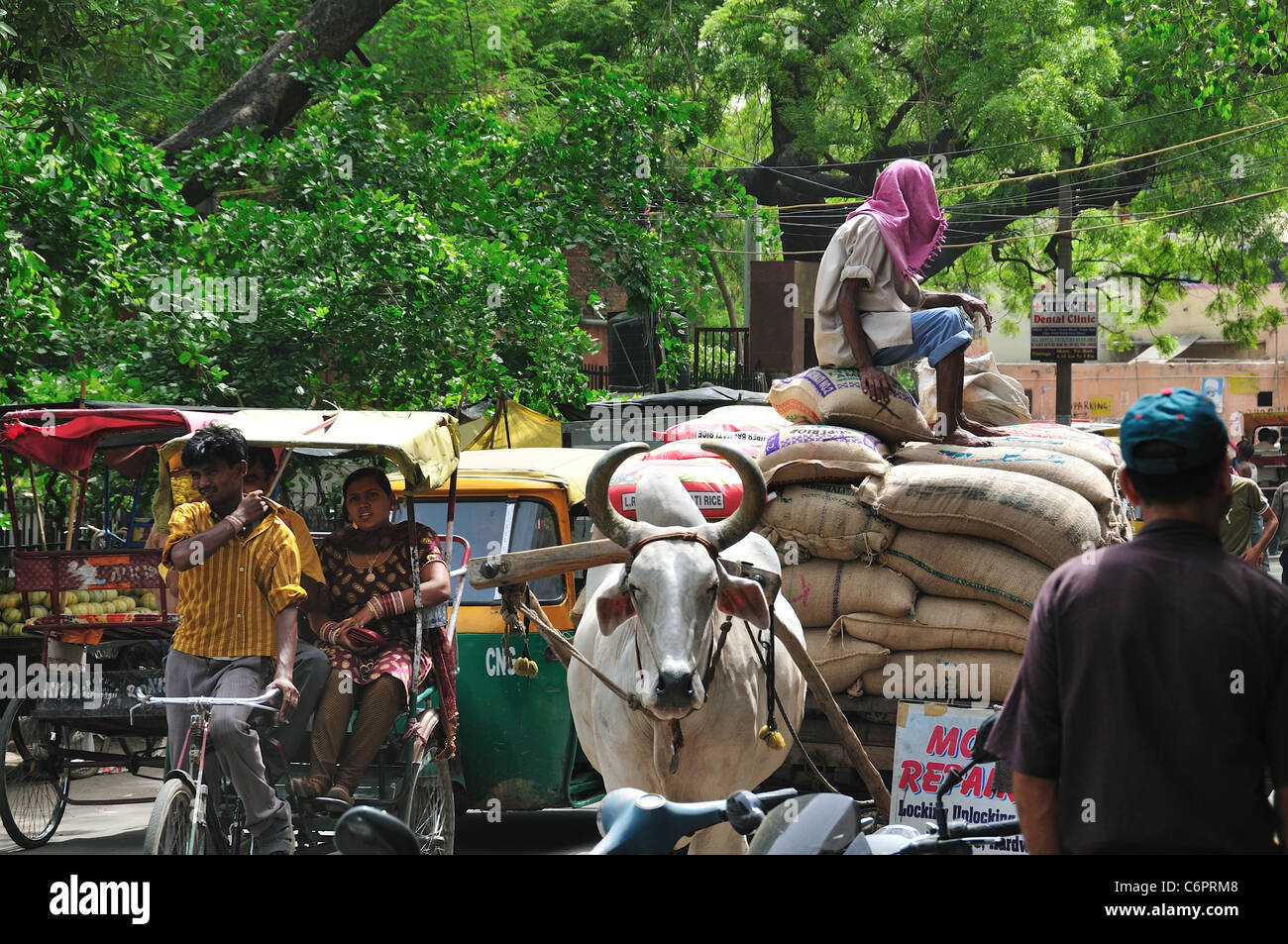 Cow work in the capital city Stock Photo - Alamy