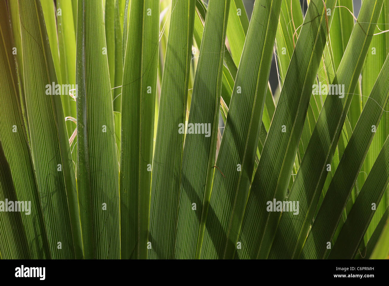 Sunlight shining through overlapping palm fronds Stock Photo - Alamy